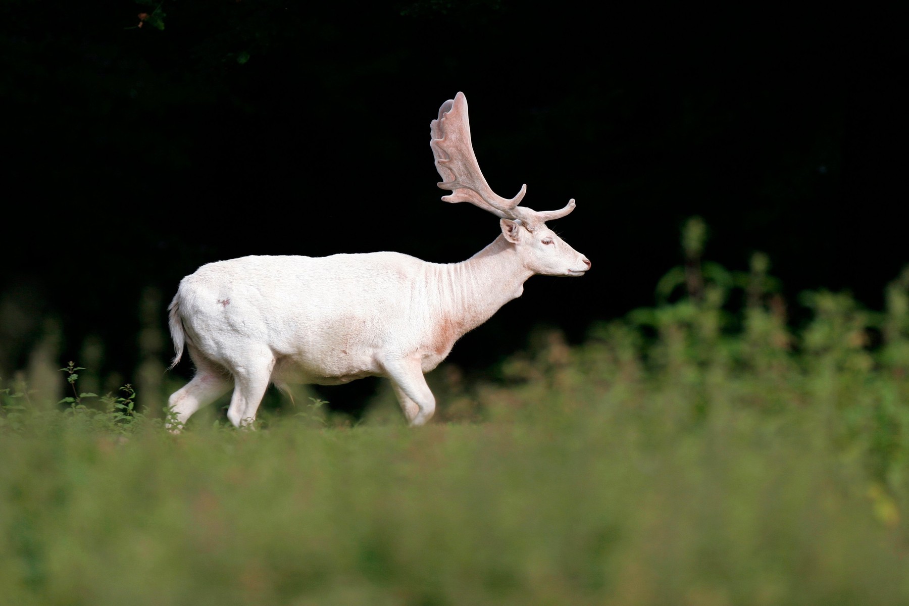 Csodaszarvas tűnt fel a magyar nemzeti ünnepen, a fehér állat mindig ...