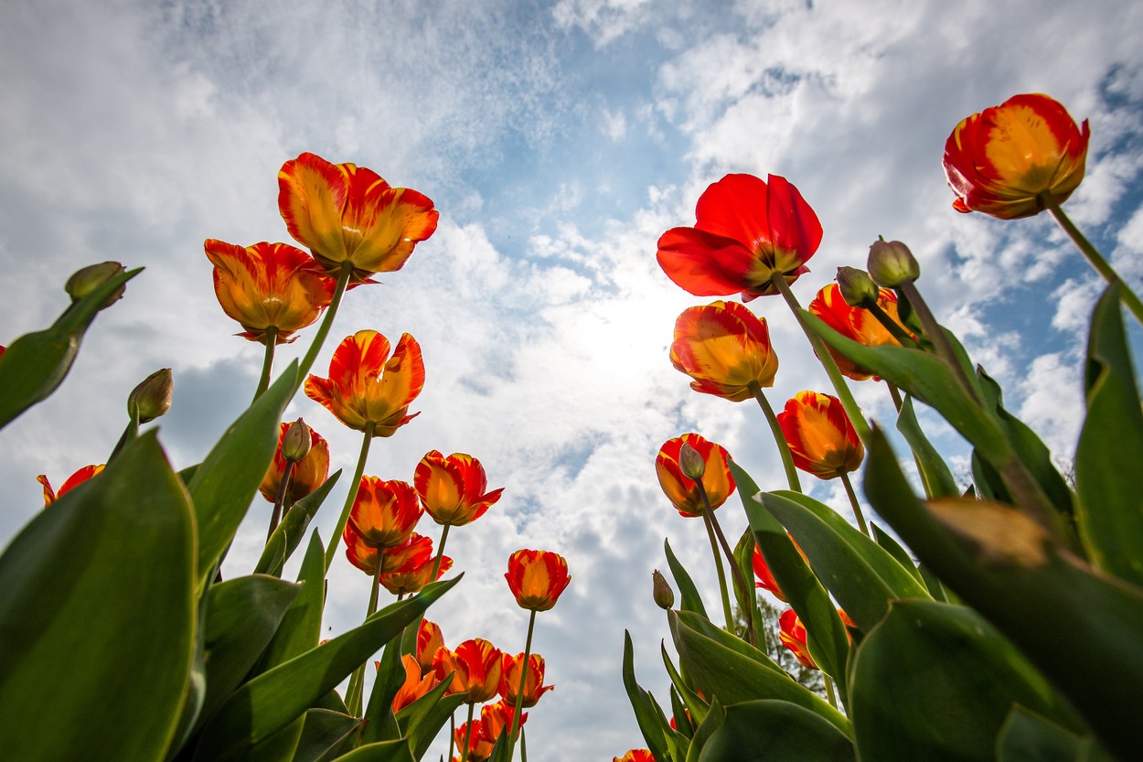 Mit jelent a tulipán neve? Megdöbbentő a válasz, ezt minden férfinek és ...